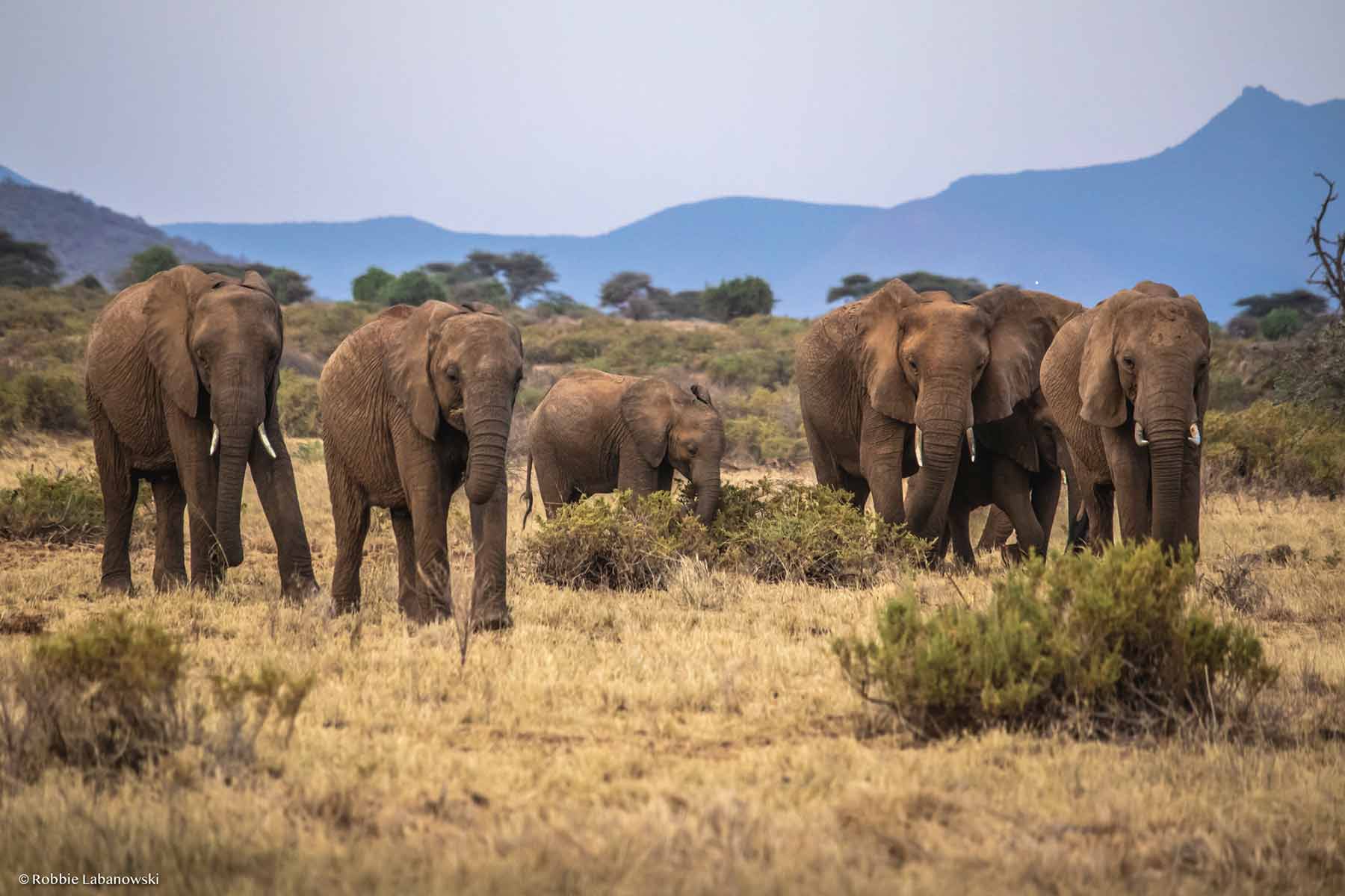 Botswana Hosts key CITES meeting on trade of live Elephants - News&All